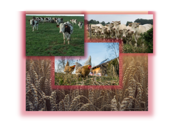 Formation : Fonctionnement des marchés et structuration des filières